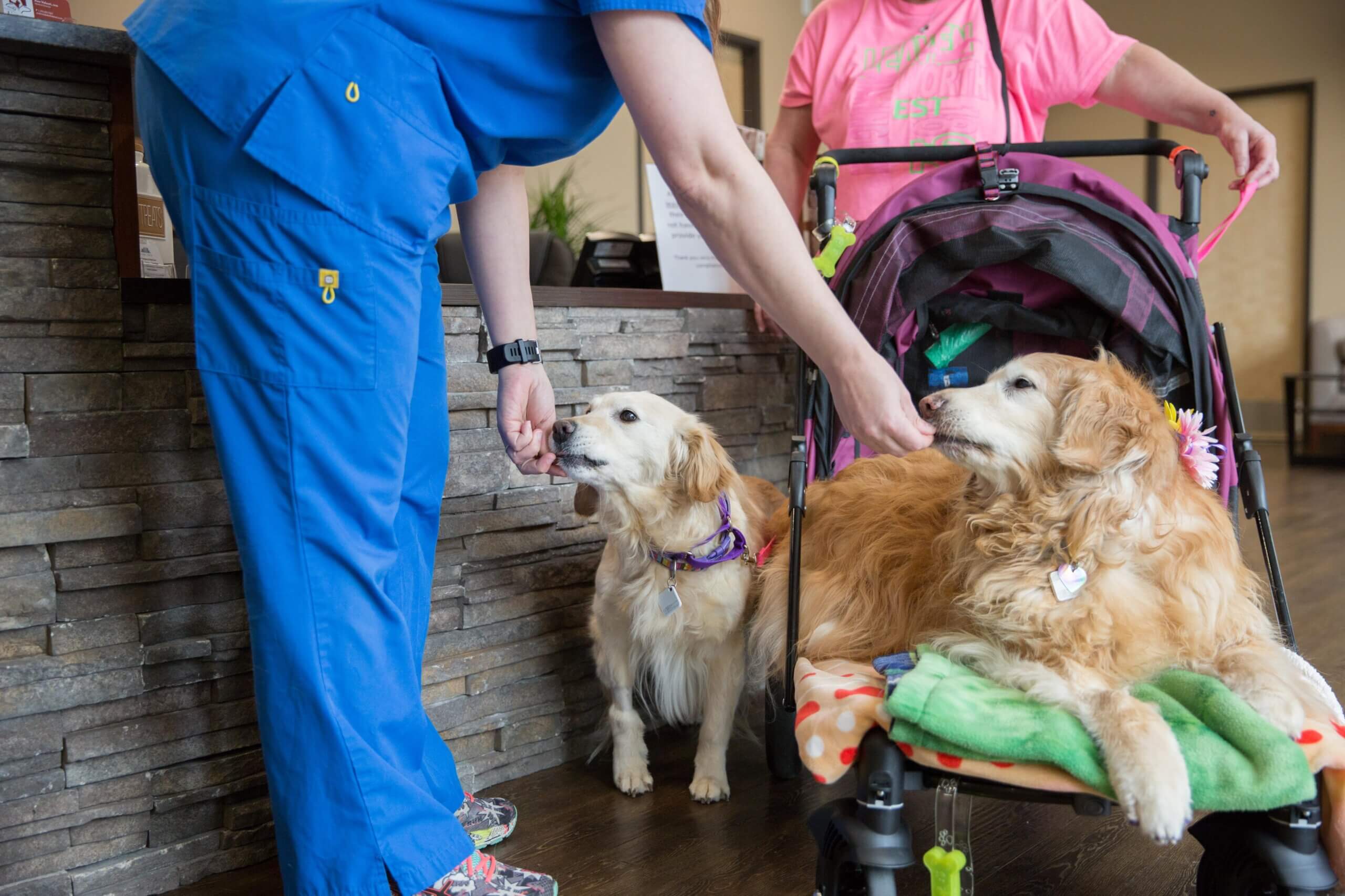 How to Tell If Your Pet Isn’t Getting Enough Exercise - Cornell Center ...